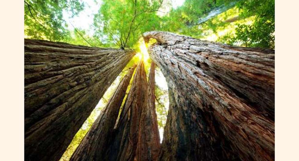 Tendencias: Los 20 bosques más hermosos del mundo | NOTICIAS GESTIÓN PERÚ