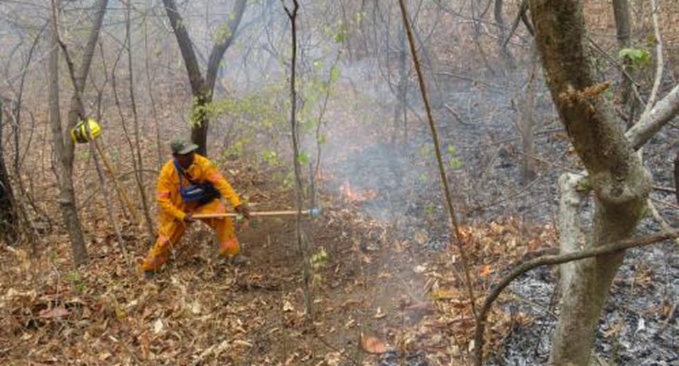 Perú reporta 128 incendios forestales en las últimas tres semanas ...