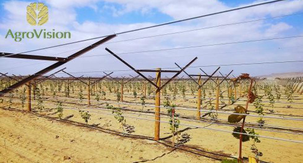 Agro Visión Corp anuncia nombramiento de ejecutivos a sus equipos ...