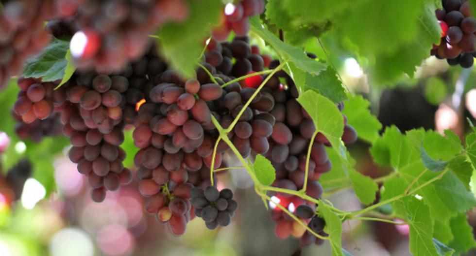 Pisco: Uva pisquera de Ica amenazada por presencia de plaga del ...