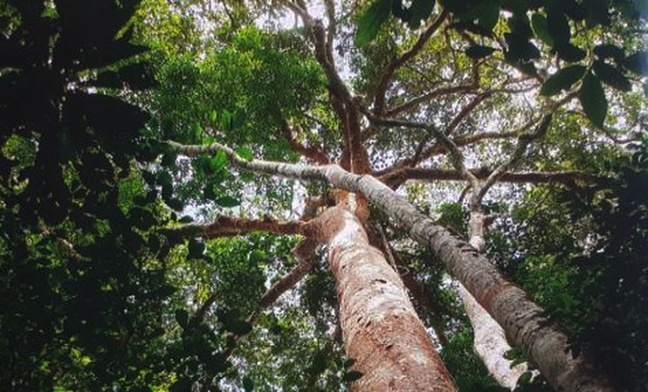 ¿Cuántas especies de árboles se encuentran en la selva peruana ...