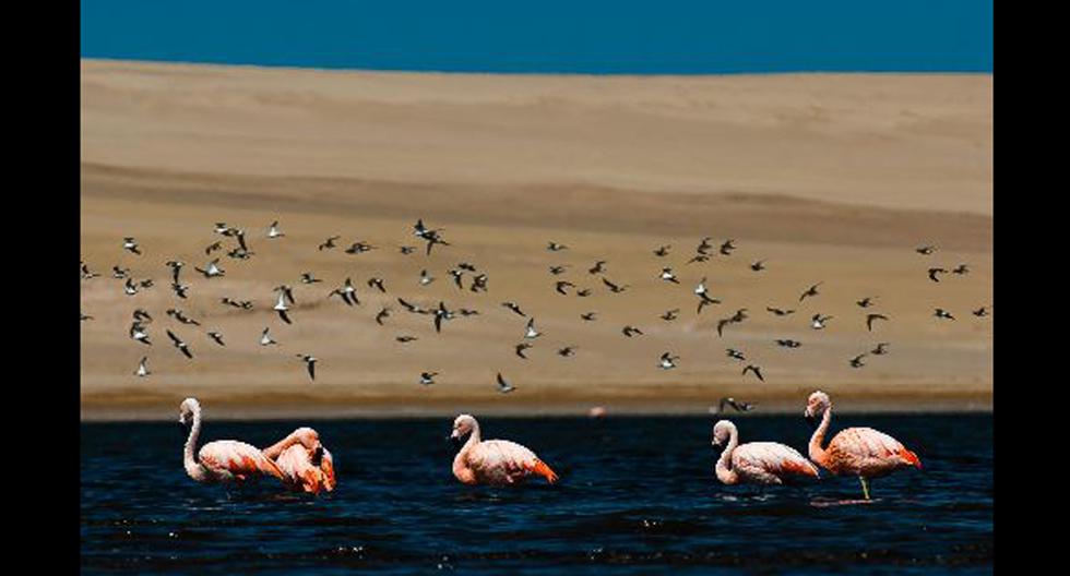 Tendencias: Global Big Day: Conoce a las 10 aves emblemáticas del Perú ...