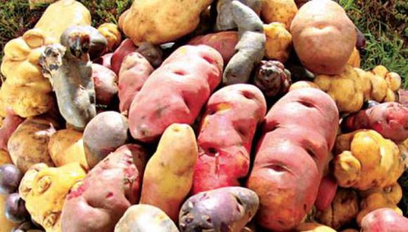 Presentan catálogo con 130 variedades de papa nativa | ECONOMIA | GESTIÓN