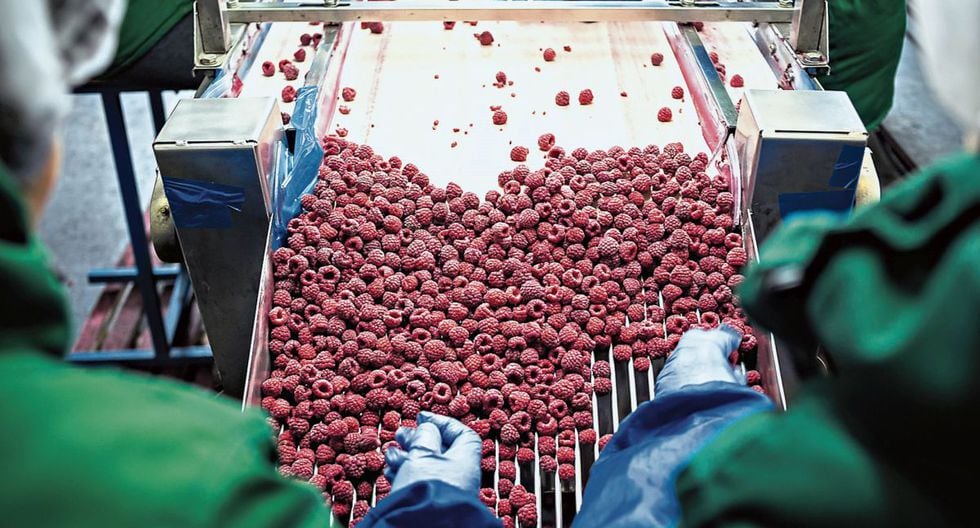 Chilenas Hortifrut y Alifrut forman alianza y construirán nueva planta ...