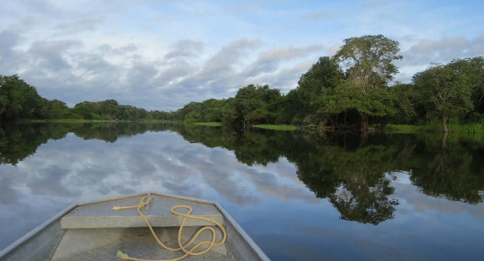 Más de 120,000 hectáreas de bosques desaparecen en la Amazonía peruana ...