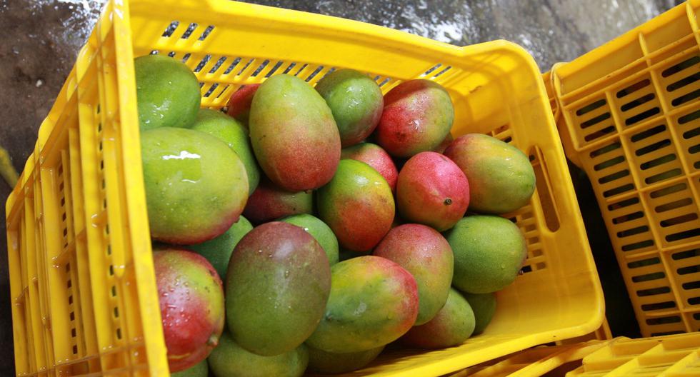 Perú exportó volumen récord de mango fresco en campaña 2019/2020 ...