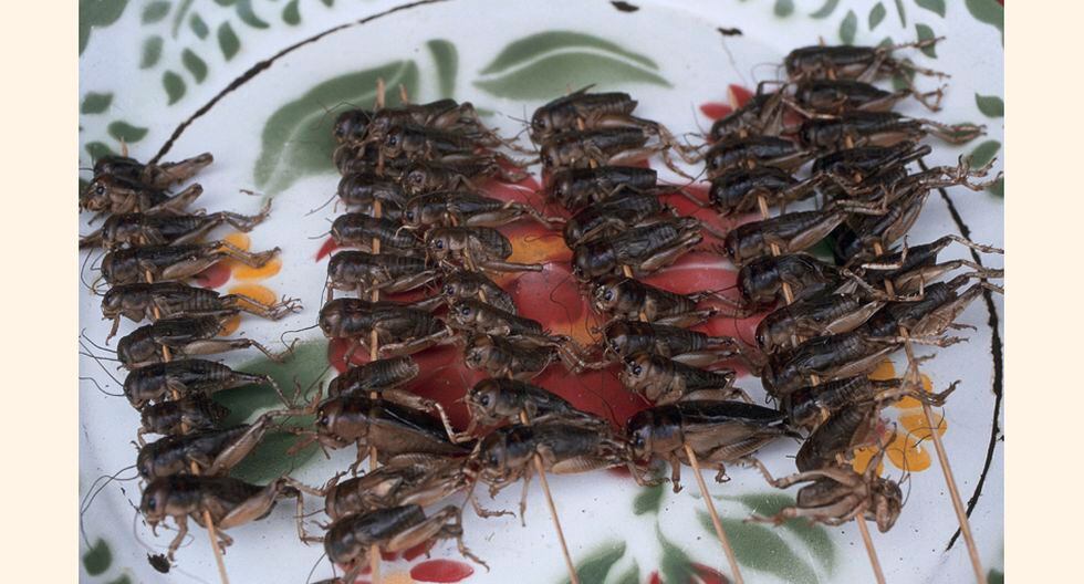 Tendencias: El cuy figura entre las 15 comidas más raras del mundo ...