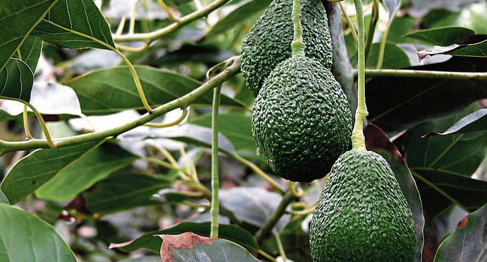 Exportadores de palta confían que precio subirá 20% este año | ECONOMIA ...