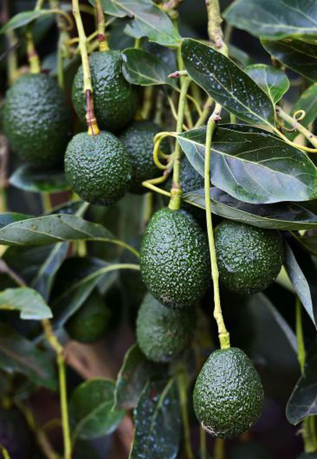 México enfrenta los riesgos de una producción de palta 'sin control ...
