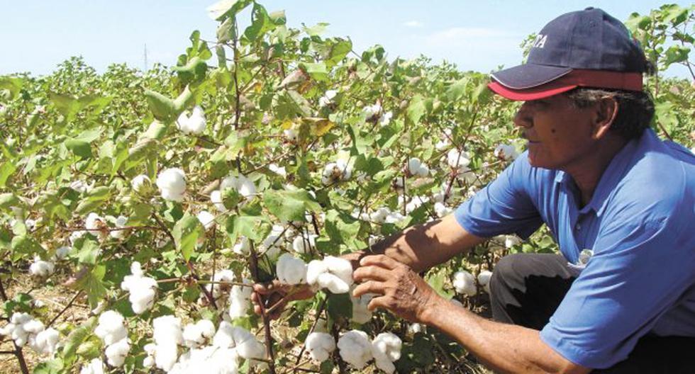 Patagonia impulsa proyecto de algodón orgánico en el Perú | ECONOMIA ...