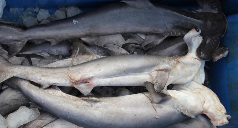 Produce establece cuota de captura de bonito y tiburón martillo para ...