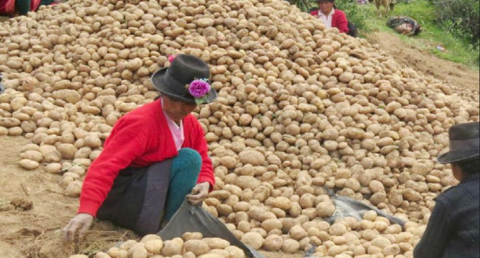 Papa: Estos son los pasos para la compra de los excedentes en las ...