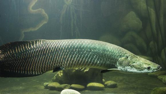 Produce dispone mantener veda del paiche hasta fines de febrero ...
