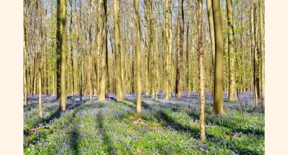 Tendencias: Los 20 bosques más hermosos del mundo | NOTICIAS GESTIÓN PERÚ