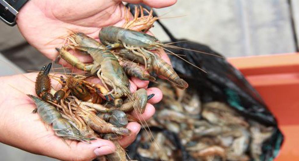 Produce decomisó más de 3.8 toneladas de camarones de río desde el ...
