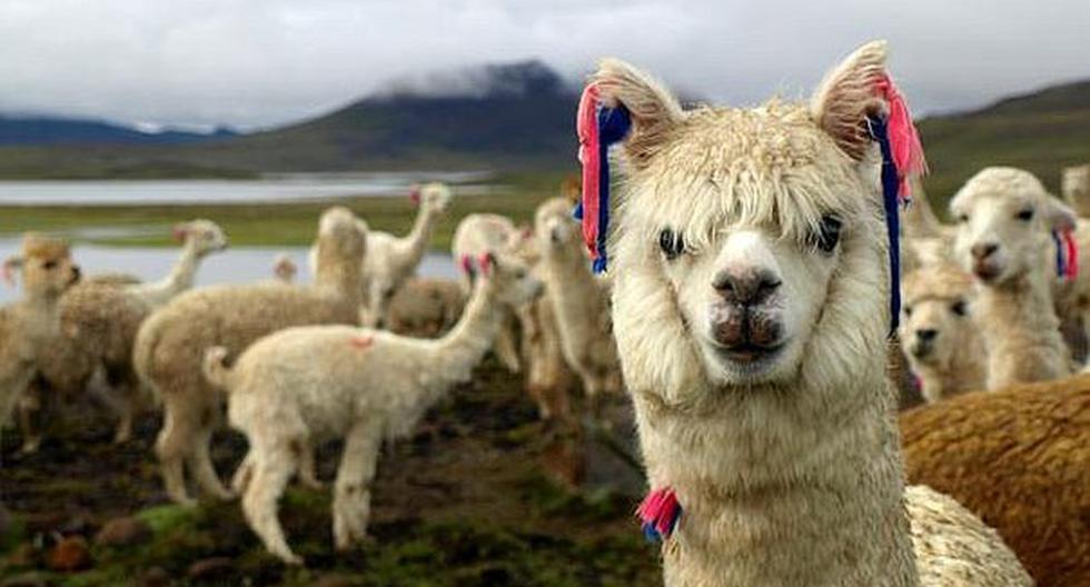 Productores de alpaca alistan planta de procesamiento de fibra para ...