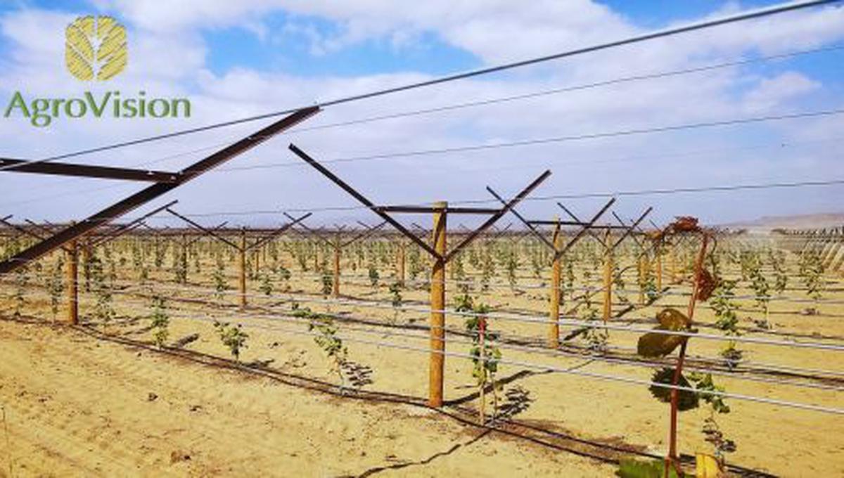 Agro Visión Corp anuncia nombramiento de ejecutivos a sus equipos ...