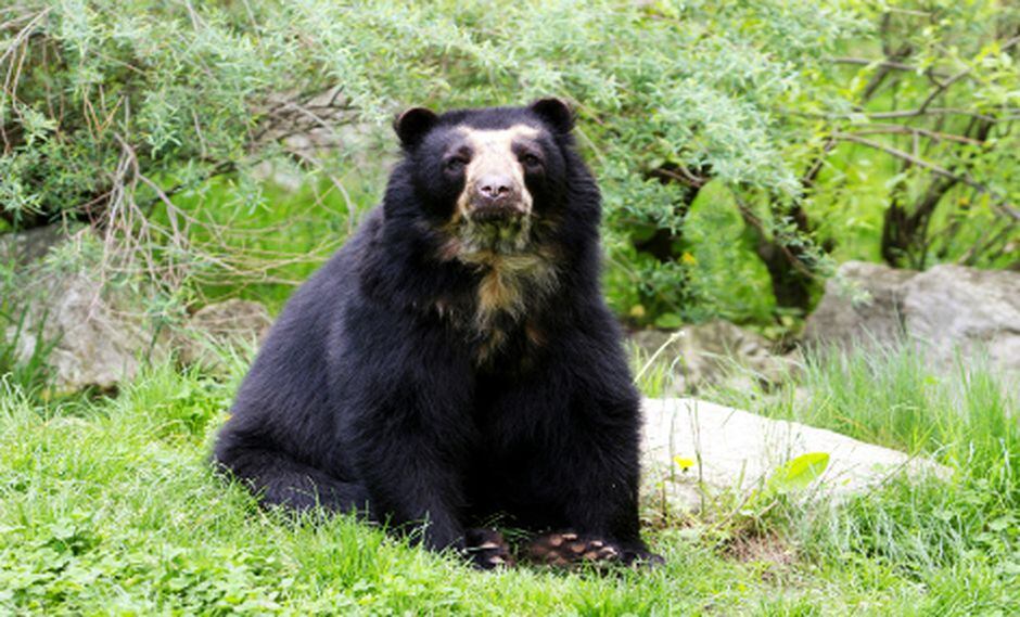 Aprueban el Plan de Conservación del Oso Andino en el Perú | Economía ...
