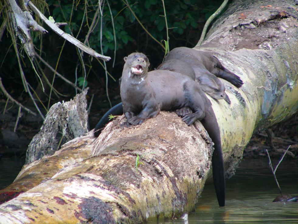 El Parque Nacional del Manu está de cumpleaños, y te mostramos todo lo ...