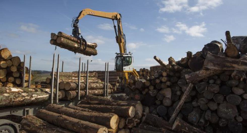 Quemar madera, ¿una alternativa de fuente de energía limpia? | MUNDO ...