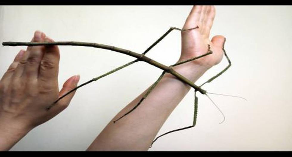 Conozca el insecto más largo del mundo que fue descubierto en China ...