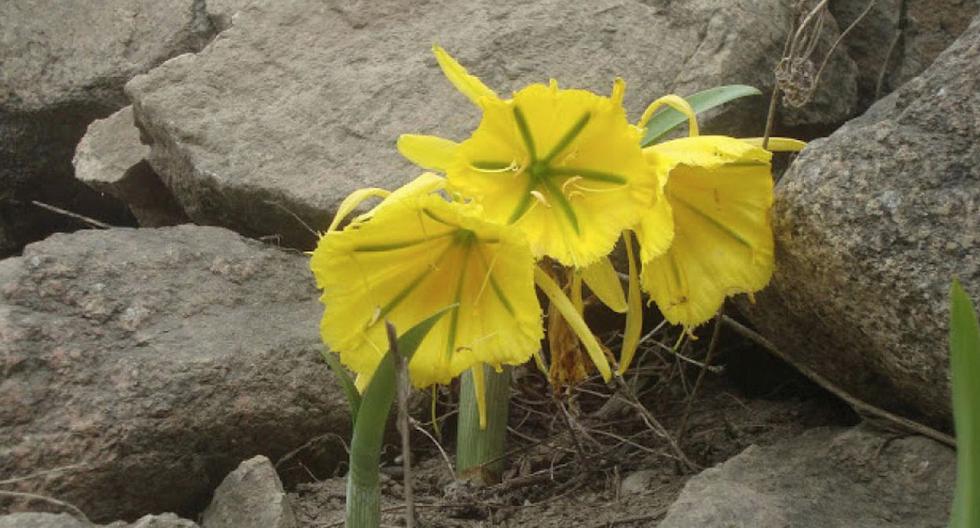 La Flor de Amancaes, símbolo de Lima que florece cuando ninguna más lo ...