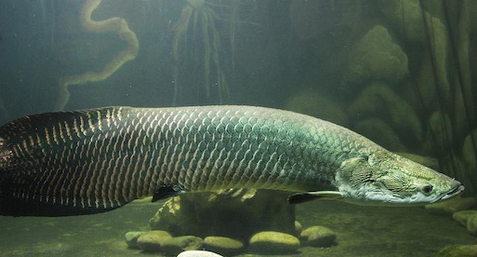 Produce dispone mantener veda del paiche hasta fines de febrero ...